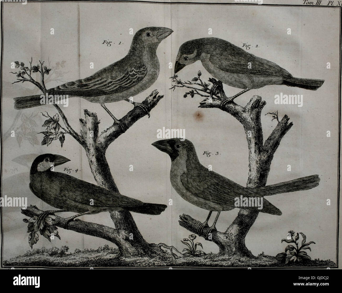 A detailed 19th-century ornithological work providing a systematic ...