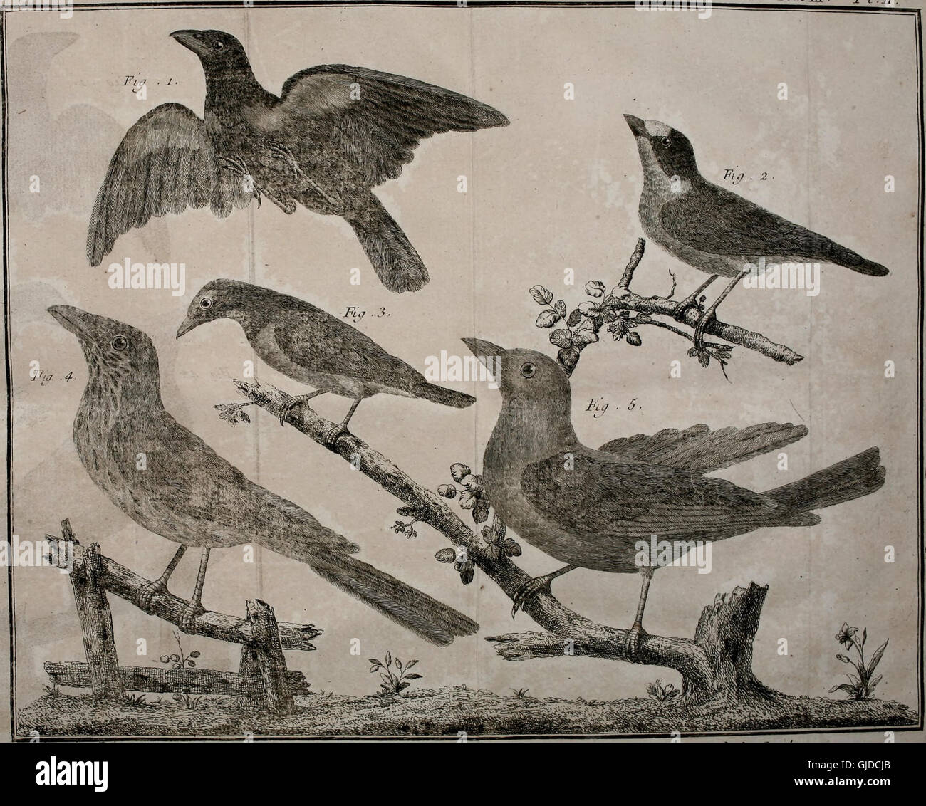 This work provides a detailed system of bird classification, organizing ...