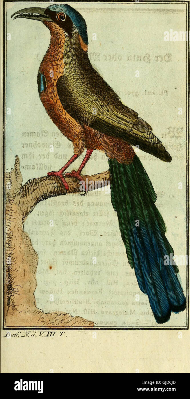 A 1786 work by Count Buffon detailing the natural history of birds ...