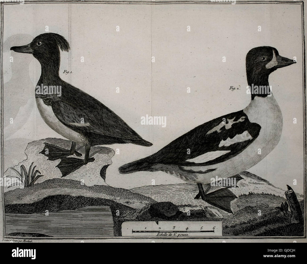 'Ornithologie' is a detailed work on ornithology, presenting a ...