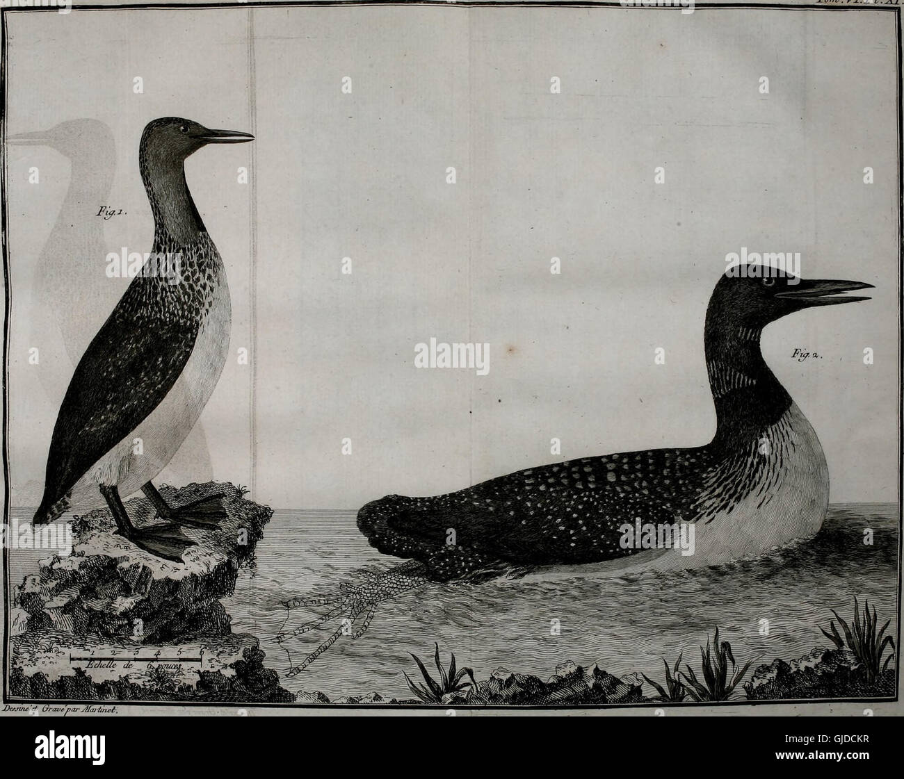 This work on ornithology outlines the classification of birds into ...