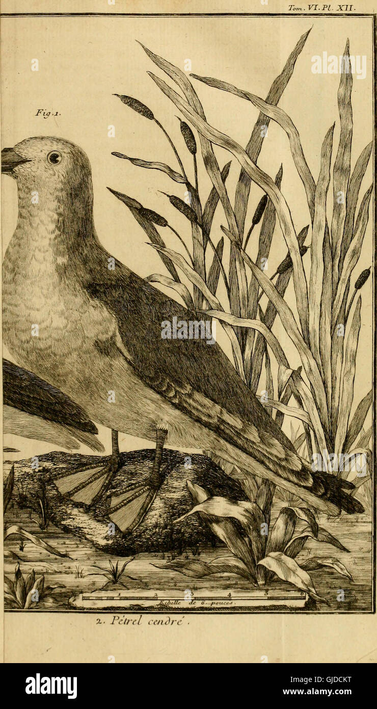 This work provides a detailed classification system for birds, dividing ...