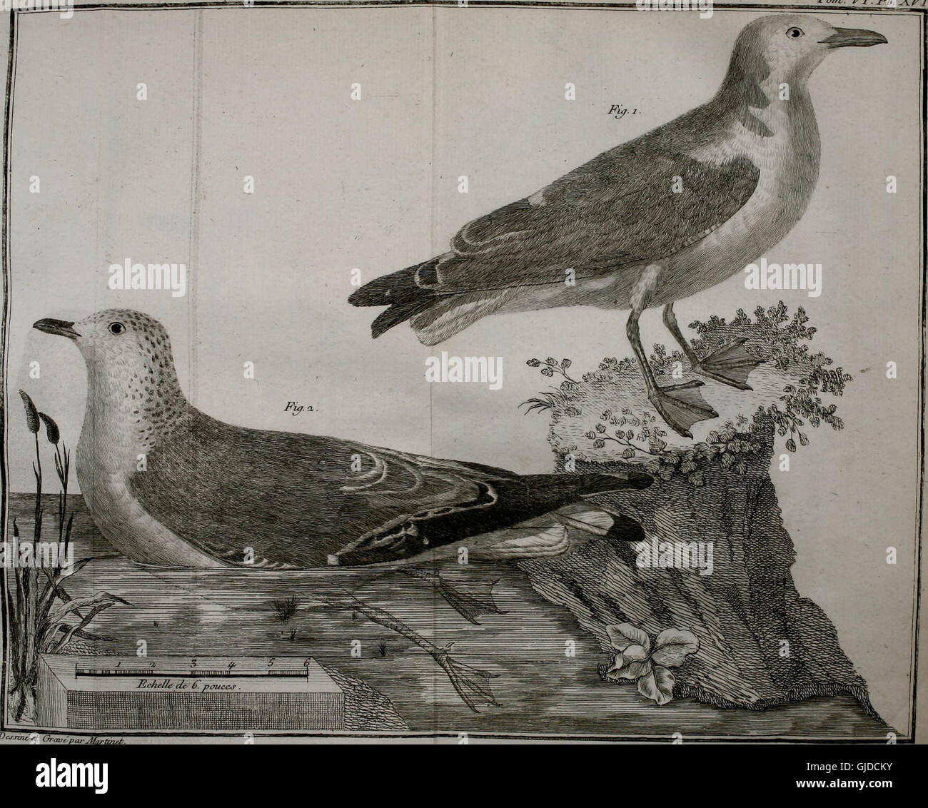 'Ornithologie' outlines the classification of birds into orders ...