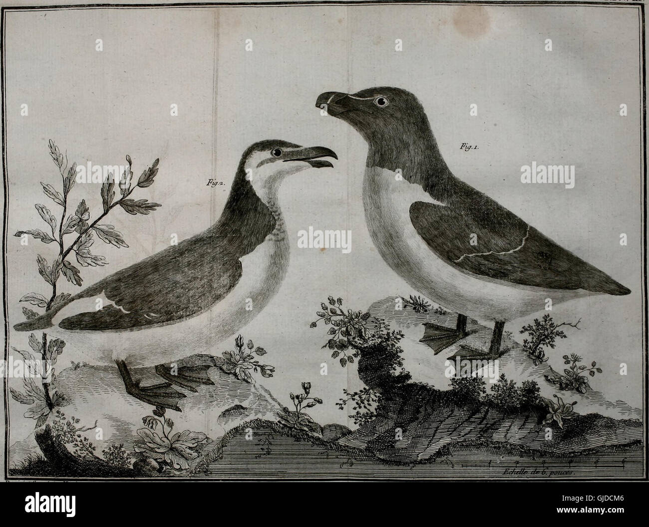 This work presents a systematic classification of birds, detailing ...