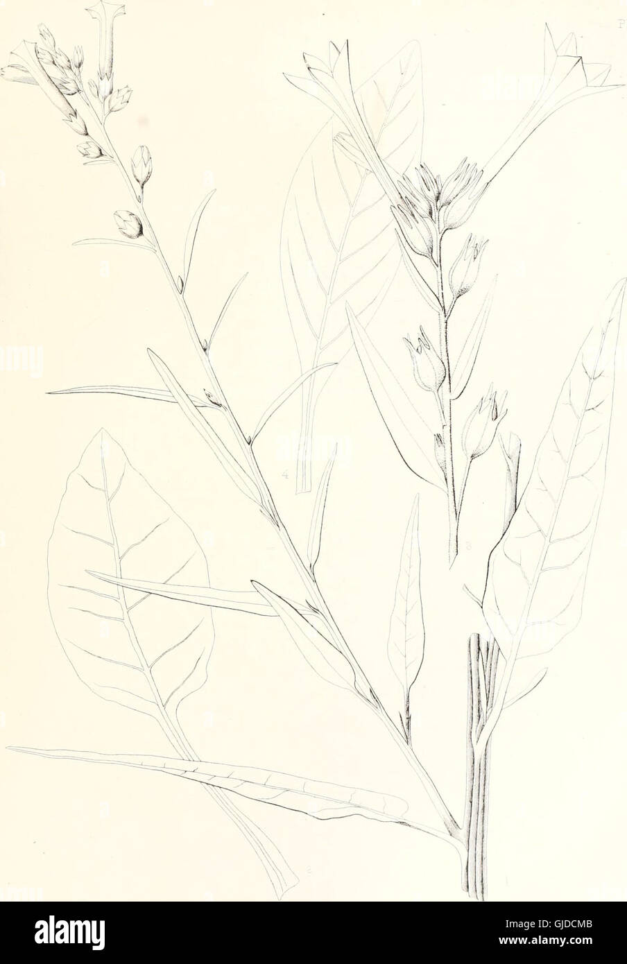 This 1870 report presents findings from the geological exploration ...