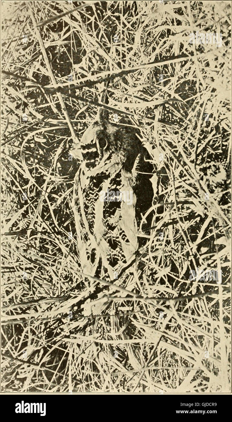 This history explores the game birds, wildfowl, and shorebirds of ...