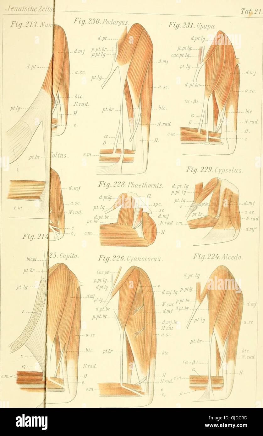 This 1902 German scientific work explores the comparative anatomy of ...