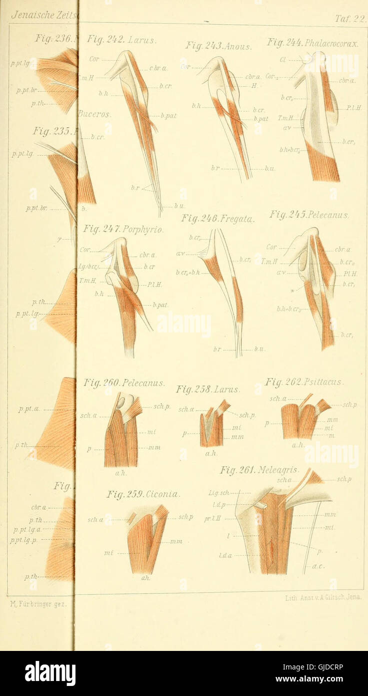 This 1902 German text examines the comparative anatomy of the chest ...