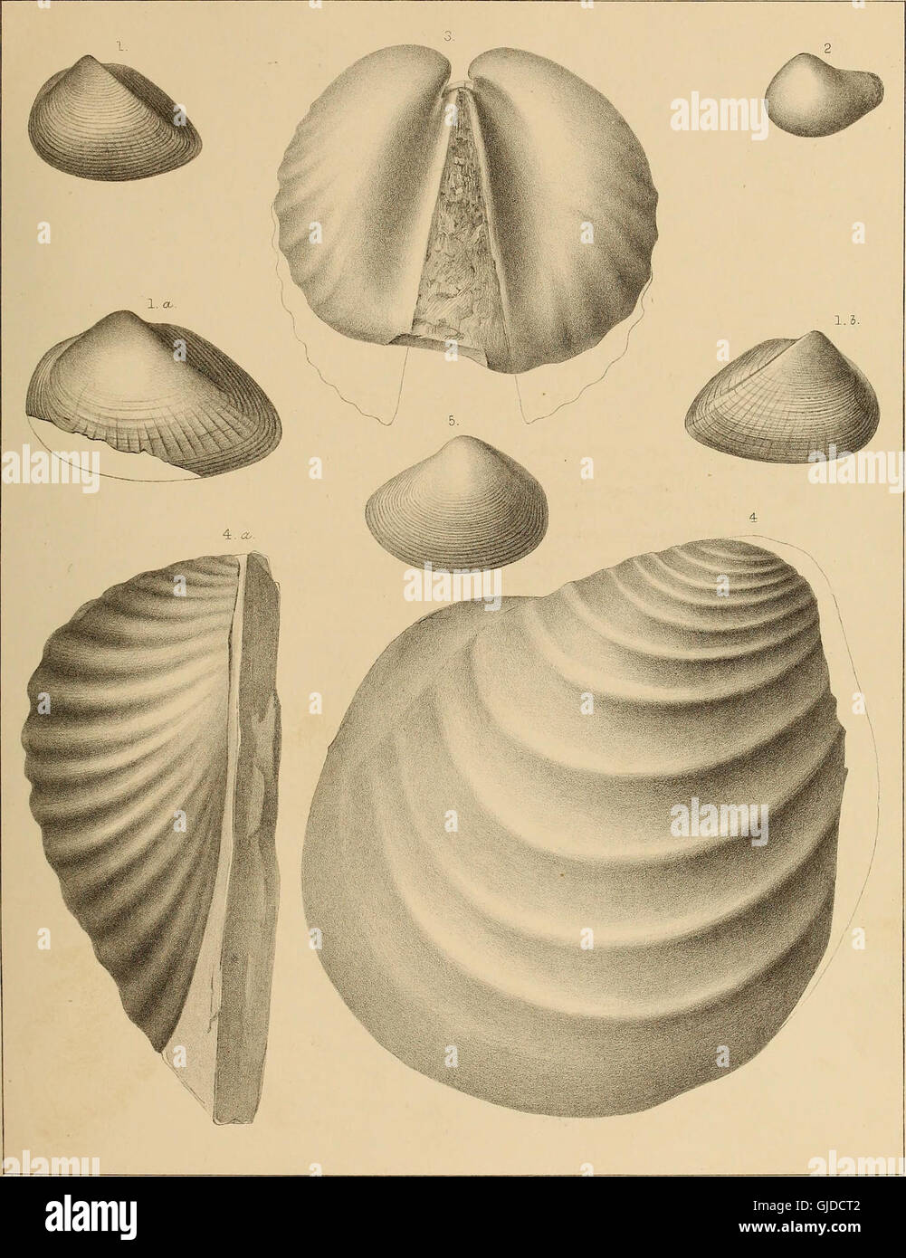 This 1877 report details the geological findings from the exploration ...