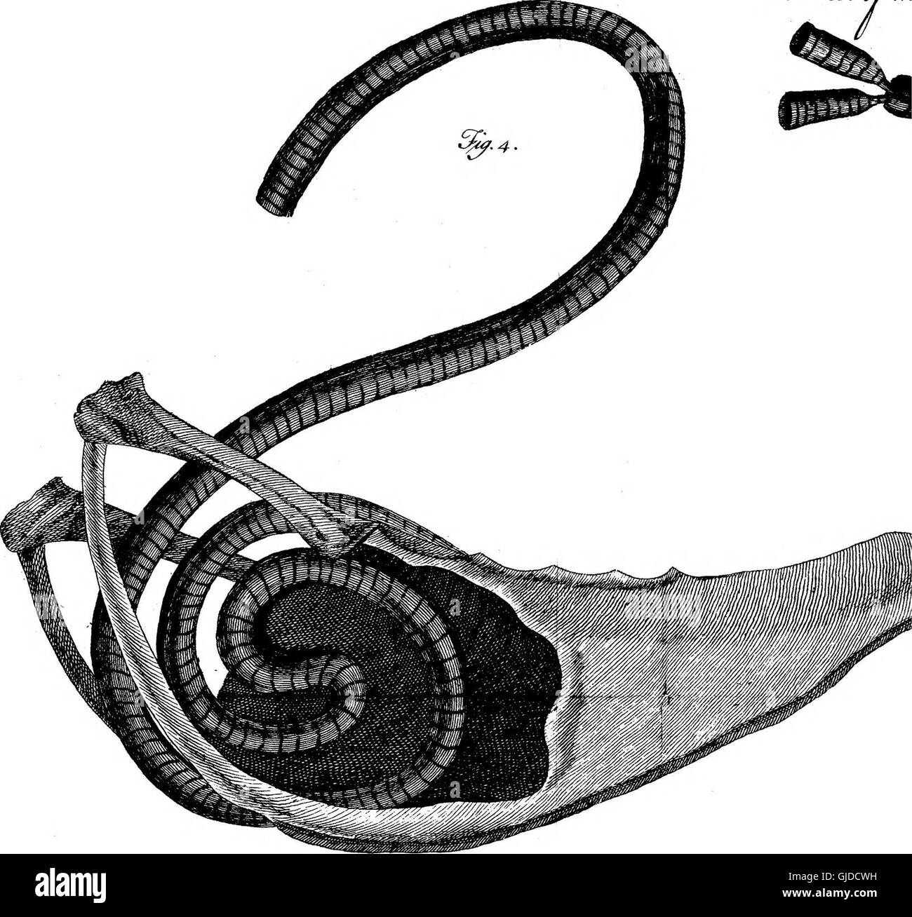 This 1766 work describes the unique anatomical features of the ...