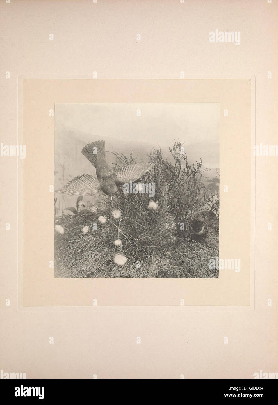 This 1895 collection features 25 photographs printed using the ...