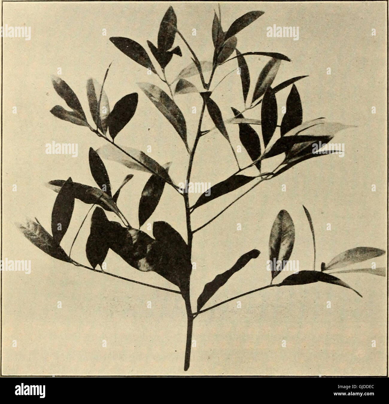 Wild volatile-oil plants and their economic importance (1912 Stock ...