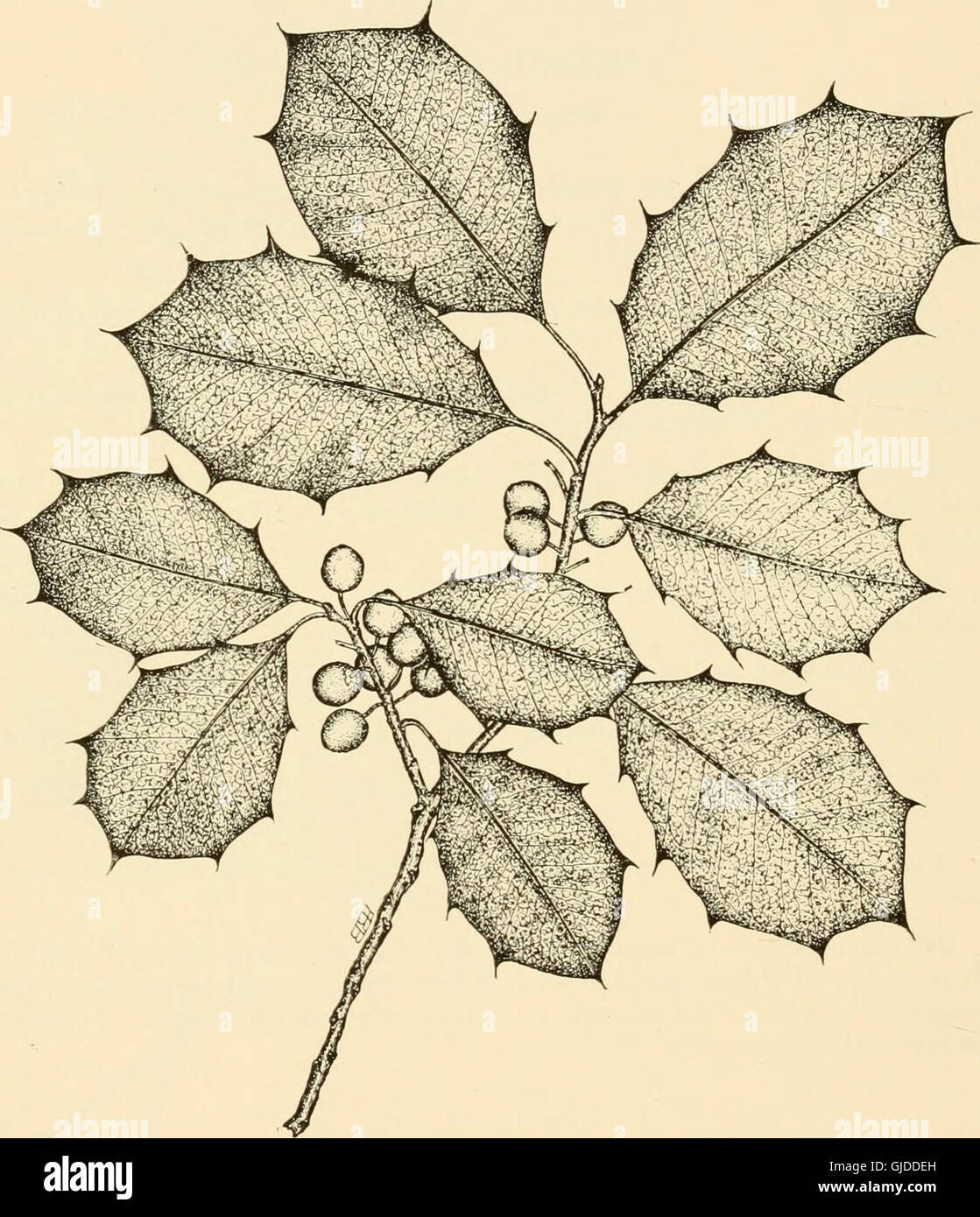 This publication from 1920 focuses on the tree species native to West ...