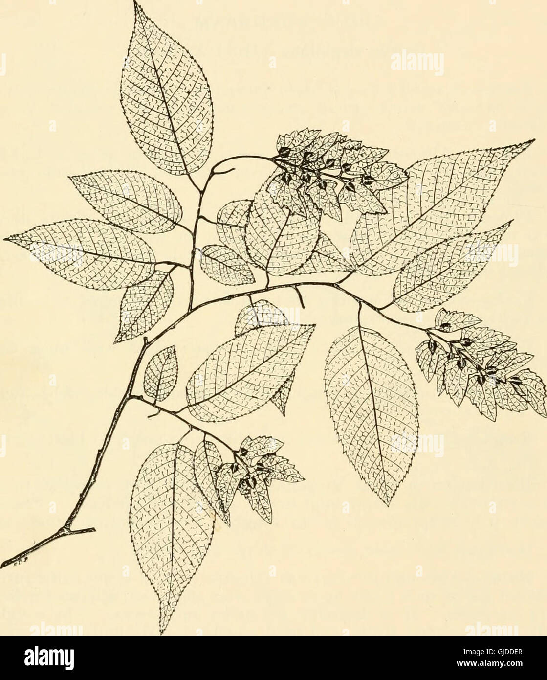 A study of the trees native to West Virginia, focusing on the types of ...