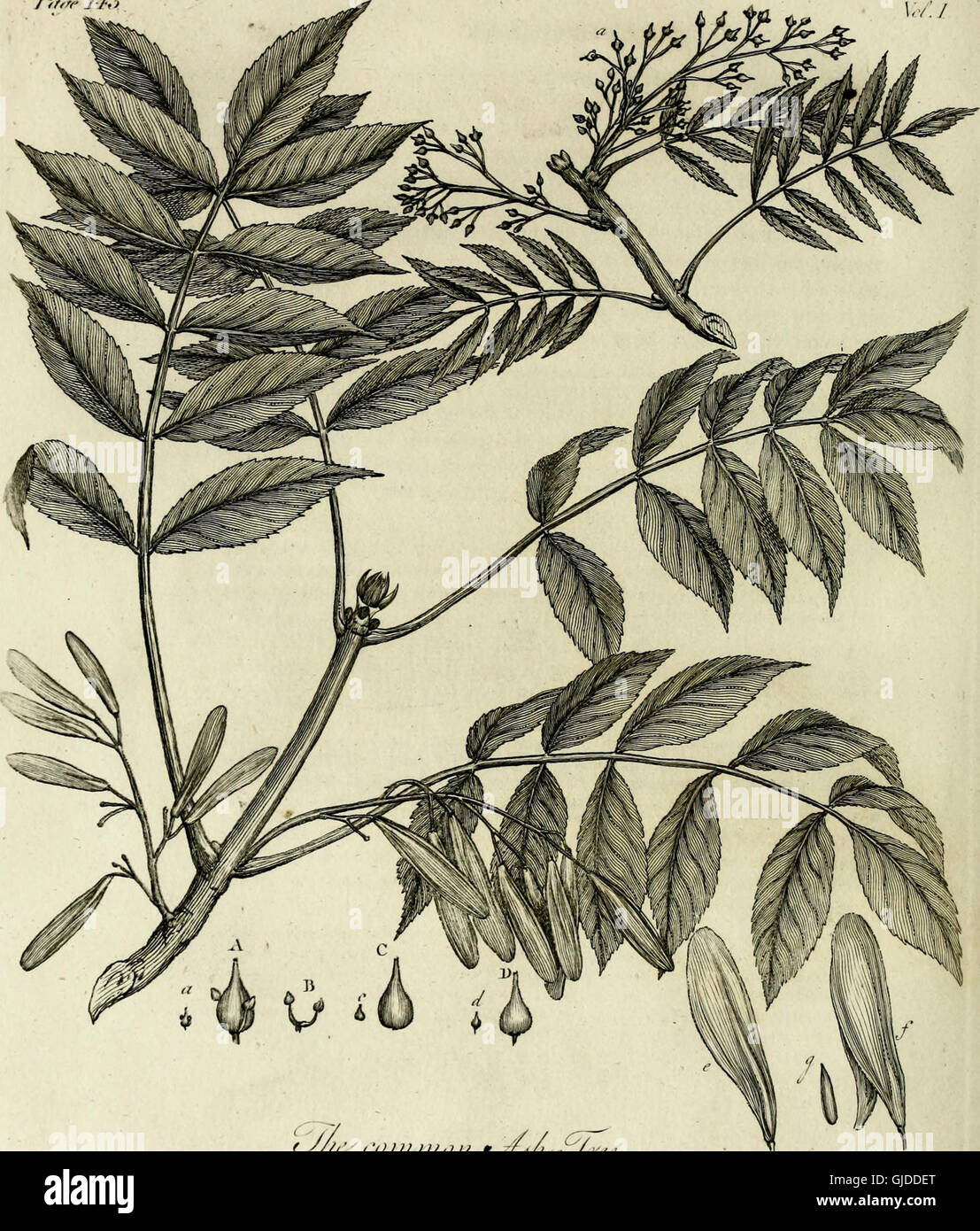 Discourse trees hi-res stock photography and images - Alamy