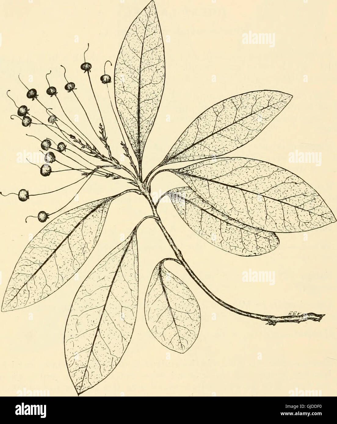 A 1920 publication on the trees of West Virginia, providing a detailed ...