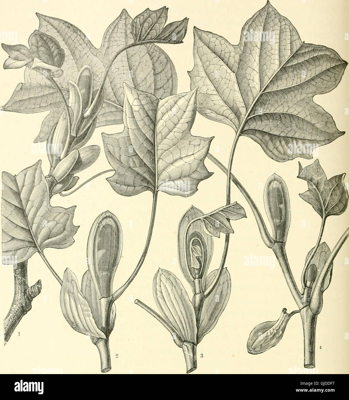 This 1902 work provides a detailed study of plant biology, covering ...