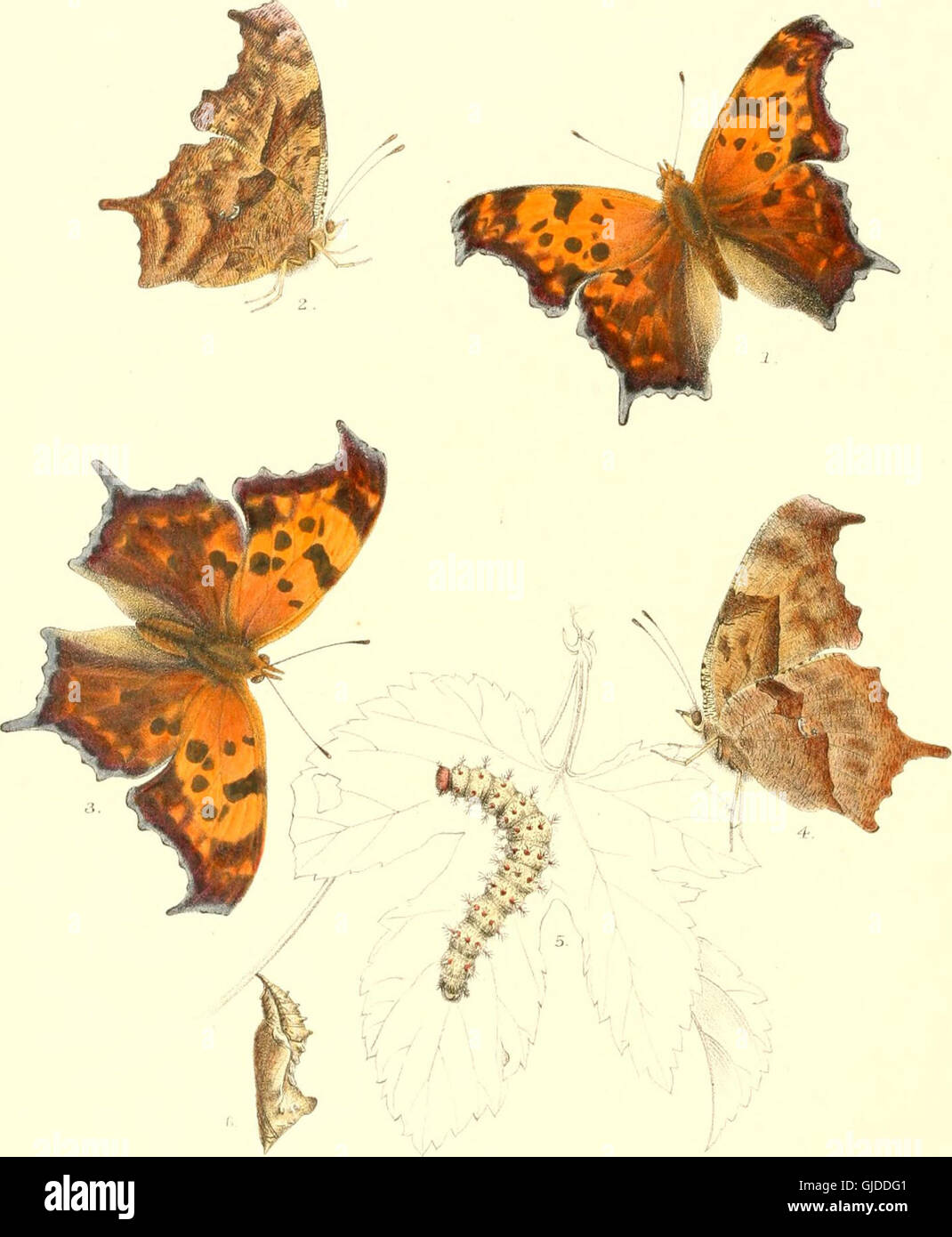 Synopsis of North American butterflies (1879 Stock Photo - Alamy