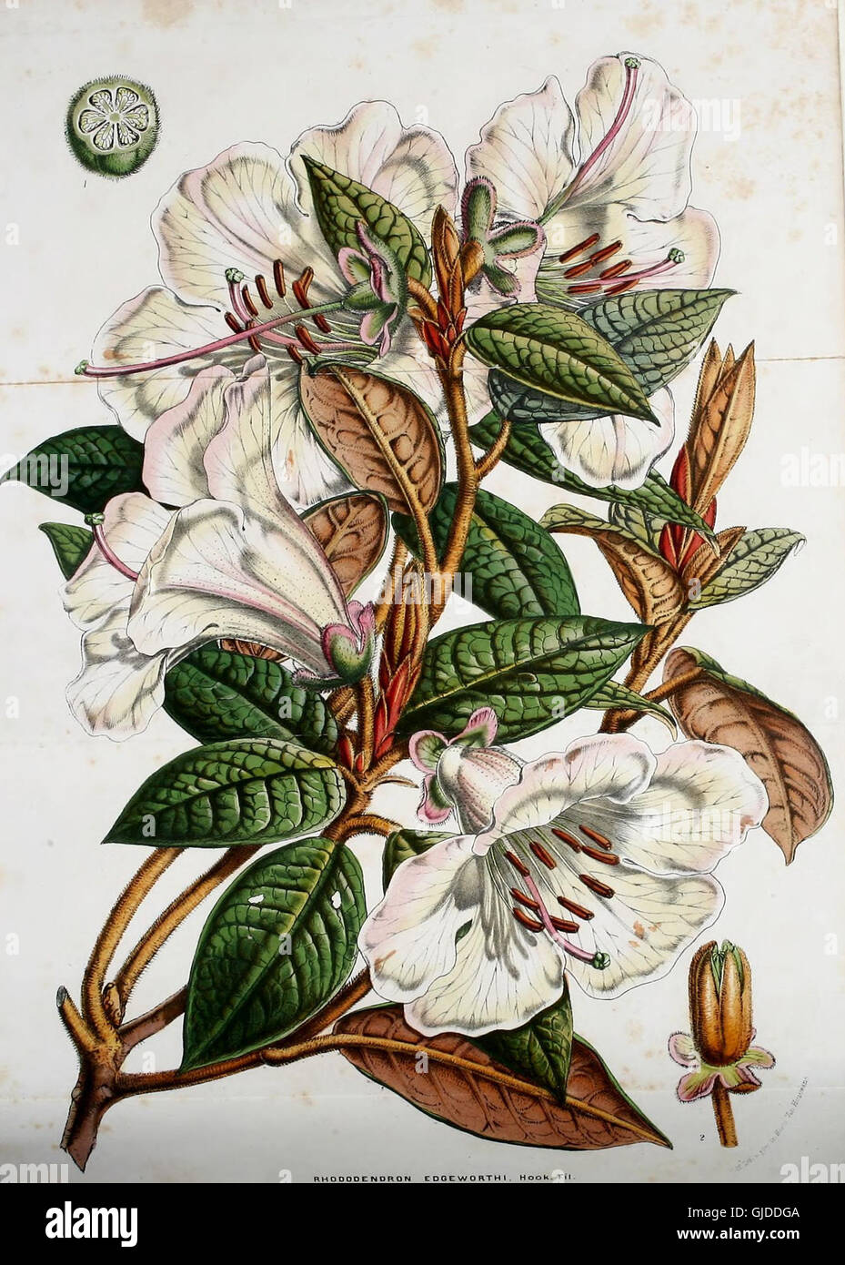 Horticultural lettering hi-res stock photography and images - Alamy