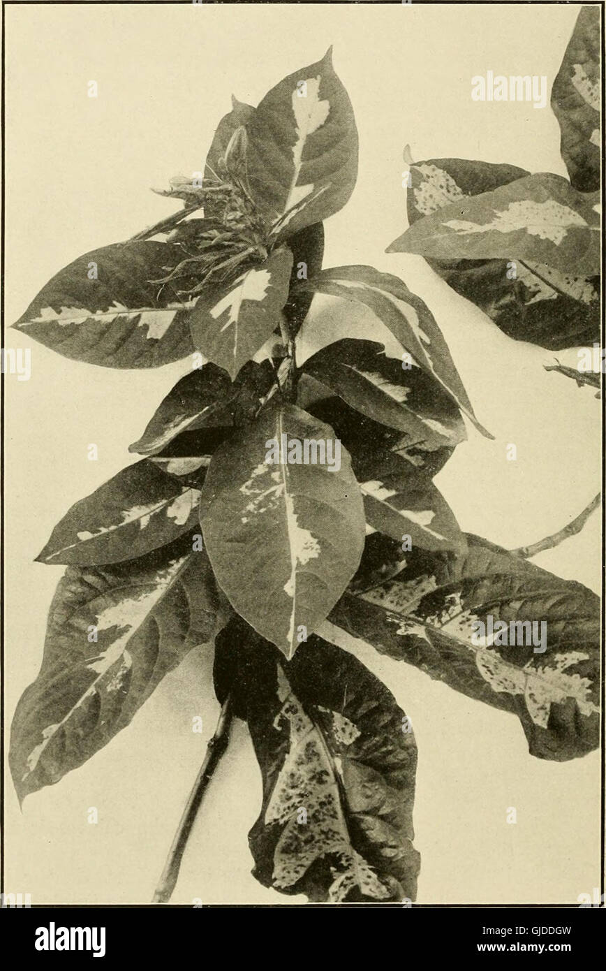 A 1917 guide to the ornamental trees native to Hawaii, highlighting ...