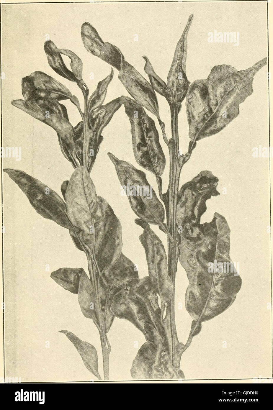 This 1911 paper discusses various insect species that damage citrus and ...