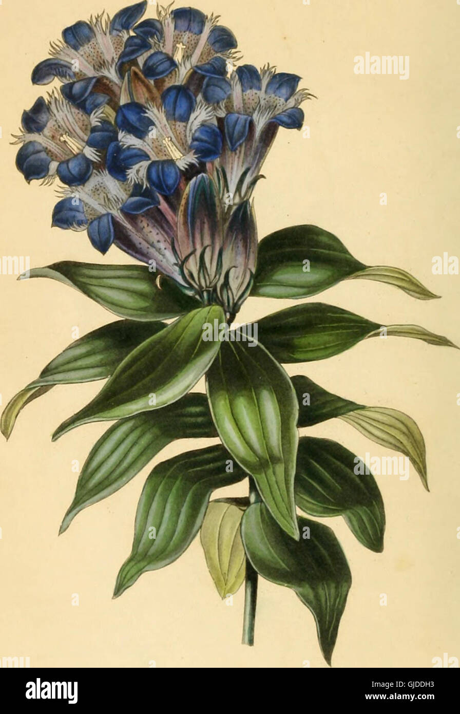 Paxton's Magazine of Botany, first published in 1841, is a botanical ...