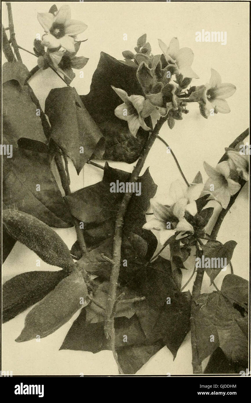 This work, published in 1917, discusses various ornamental tree species ...