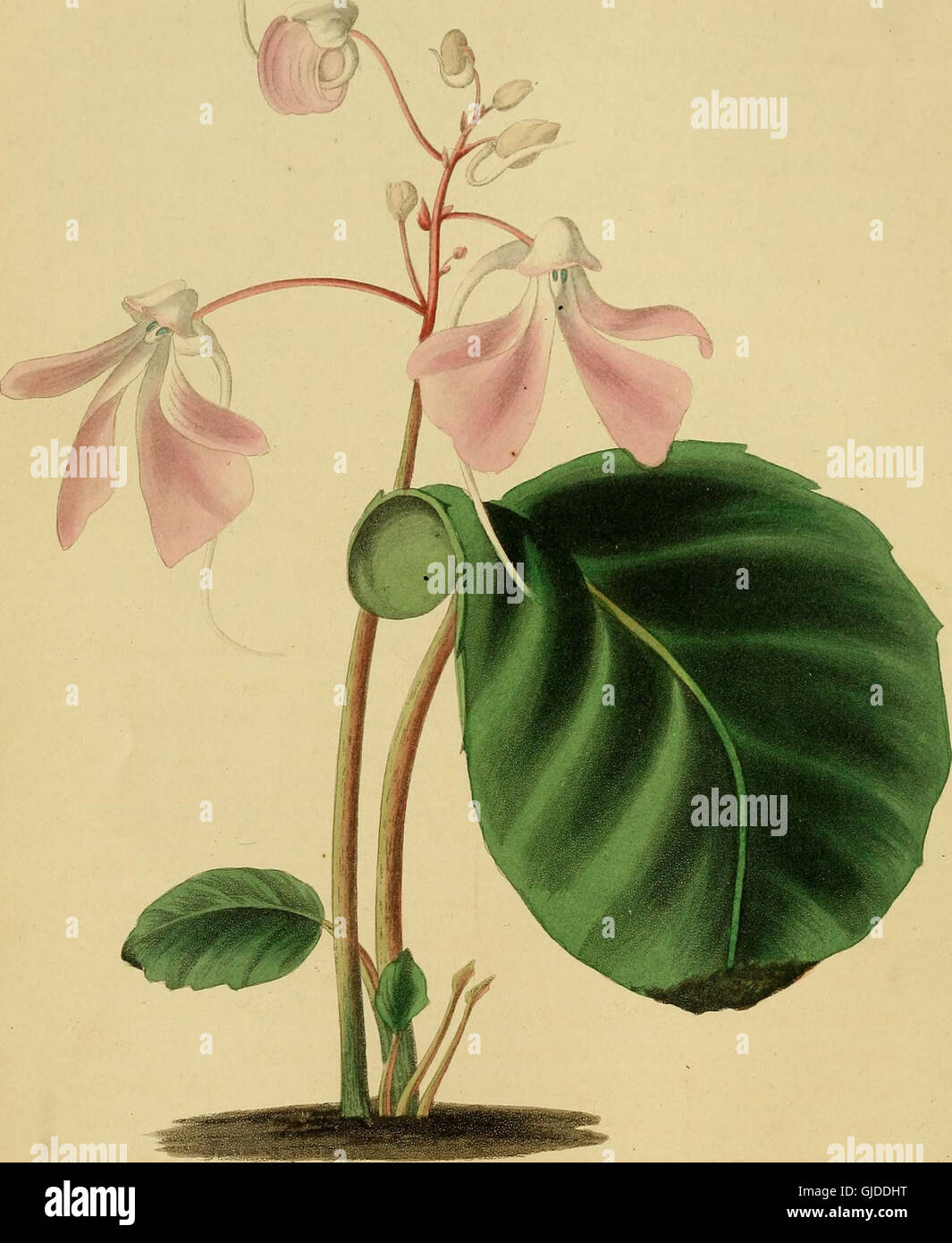 'Paxton's Magazine of Botany' (1838) is a botanical reference that ...