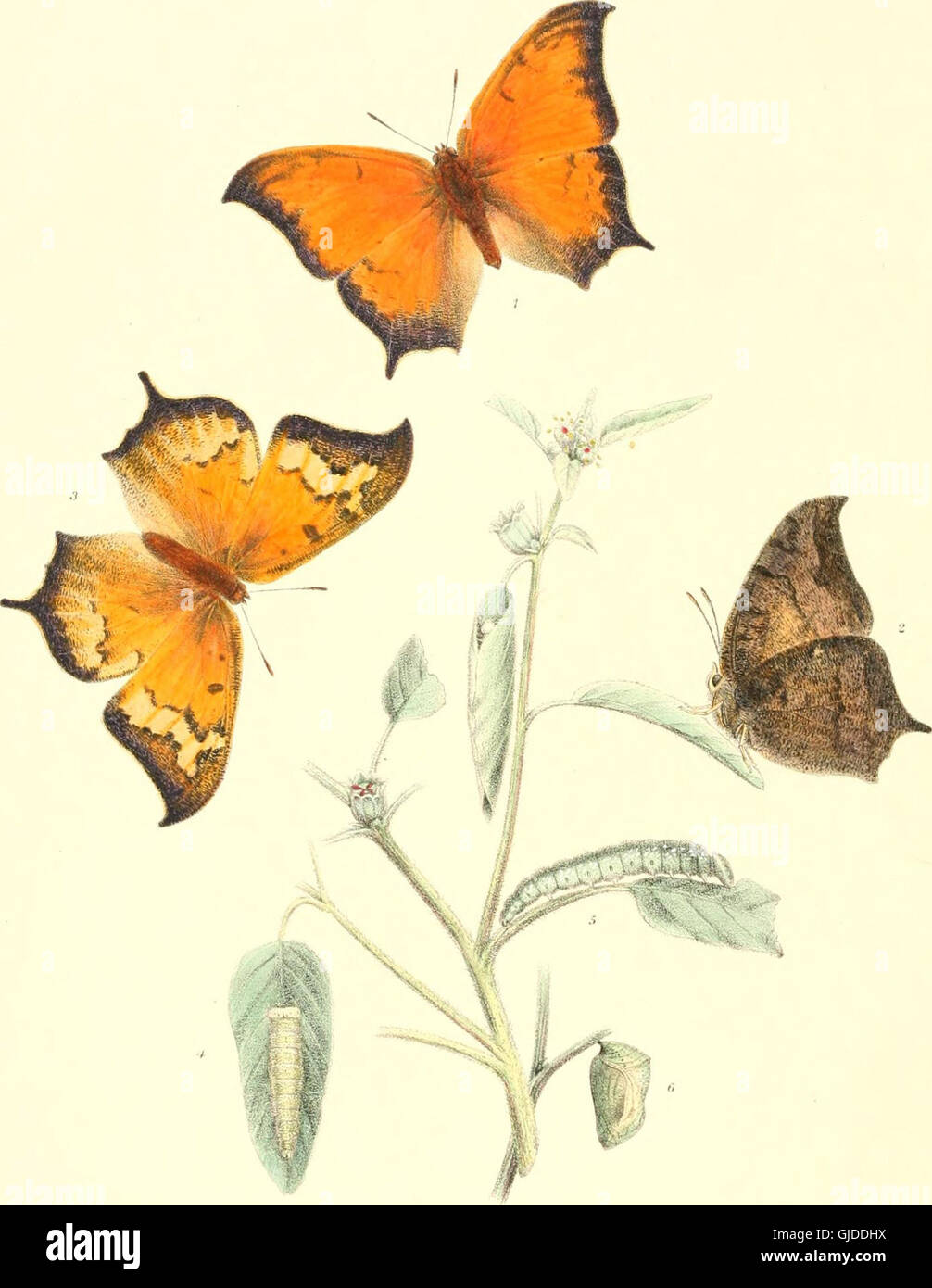Synopsis of North American butterflies (1879 Stock Photo - Alamy