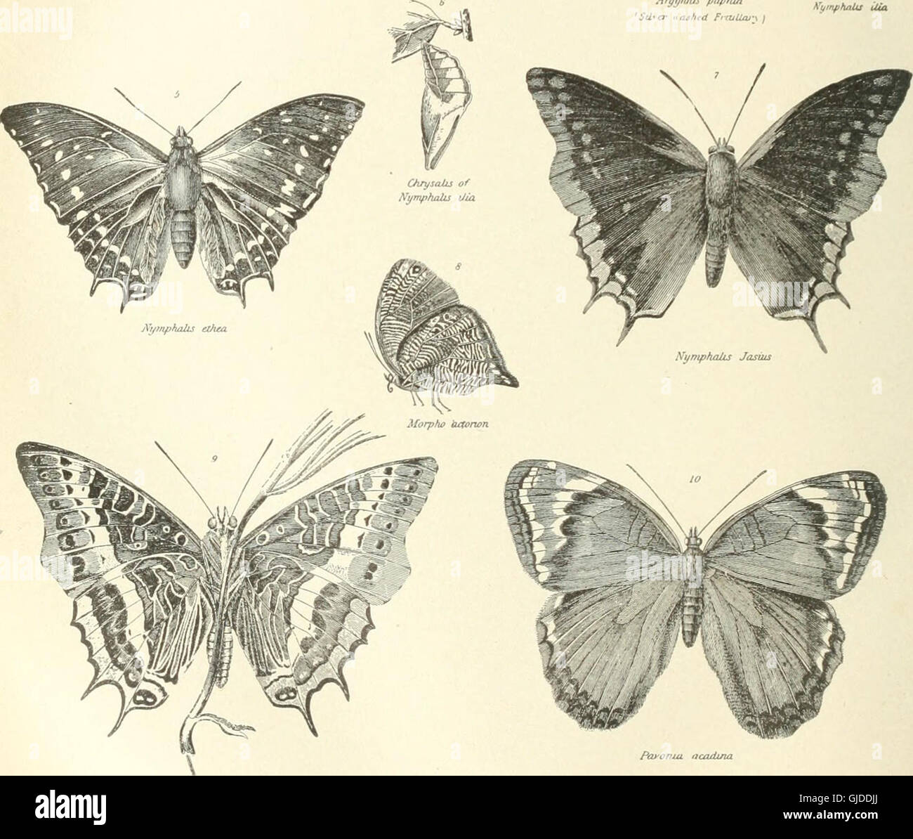 Encyclopaedia britannica books hi-res stock photography and images - Alamy
