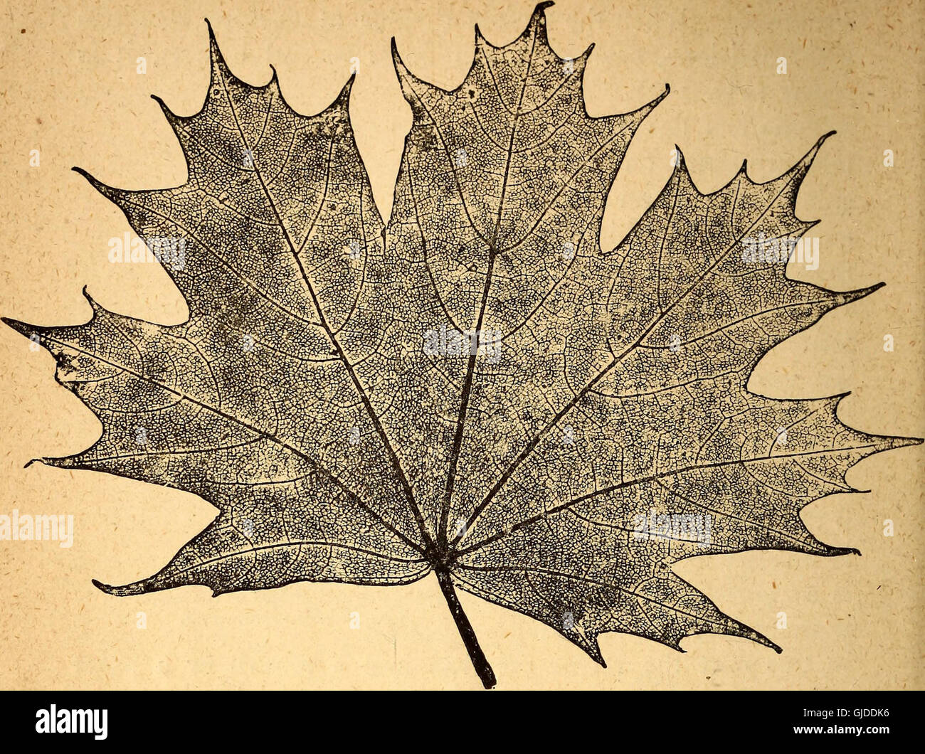 'Text-Book of Structural and Physiological Botany' (1877) is a ...