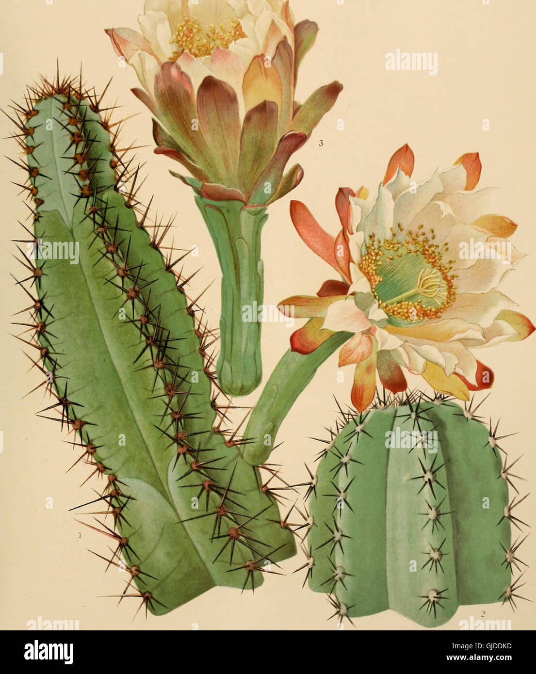 A 1919 botanical reference featuring detailed descriptions and ...