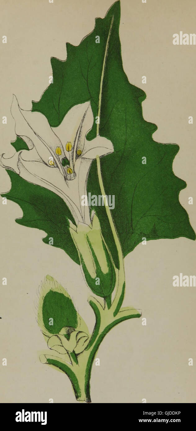 A botanical work from 1847 detailing the chemical, medical, and natural ...
