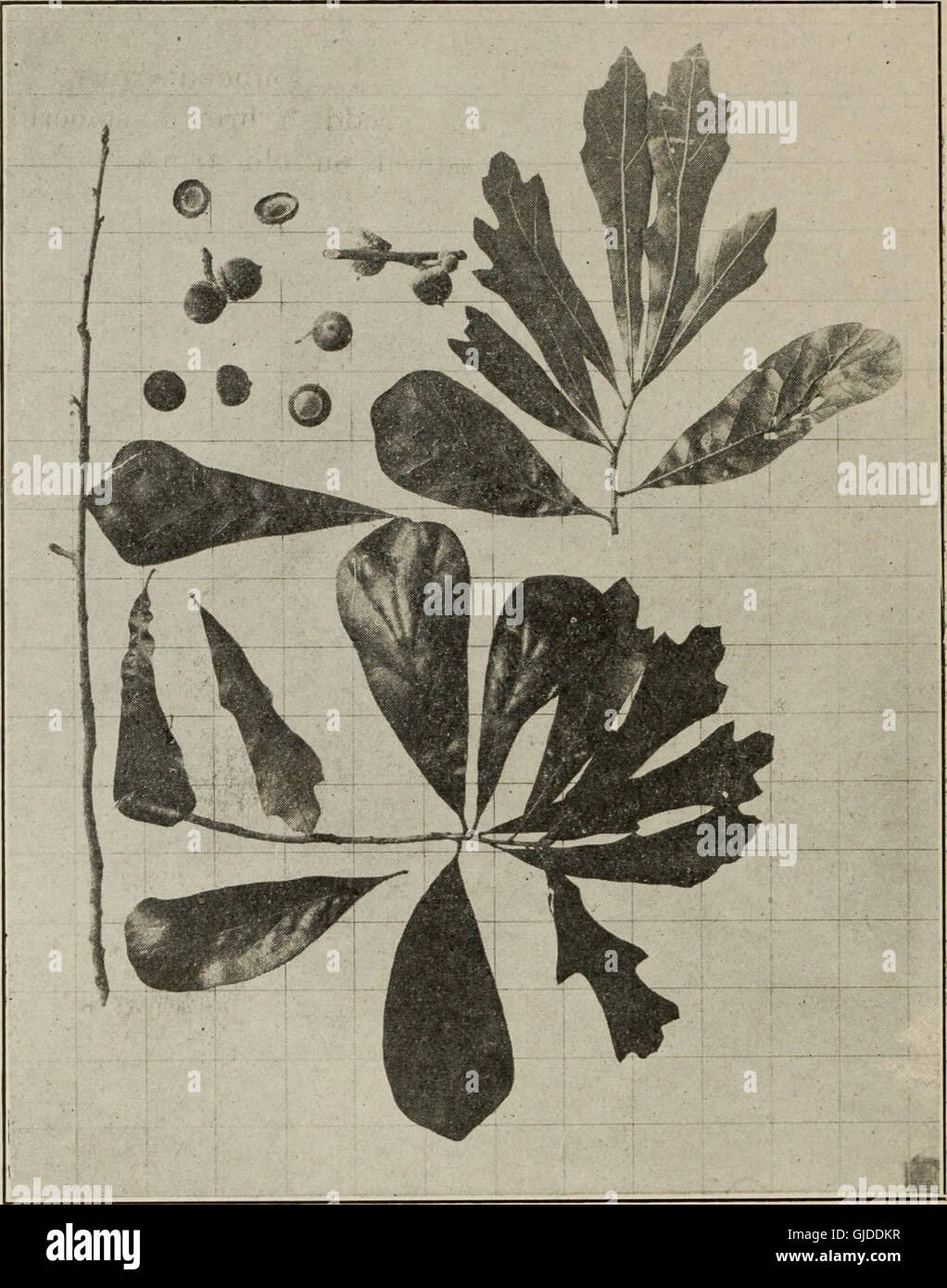 This 1915 manual provides an illustrated guide to the native and ...