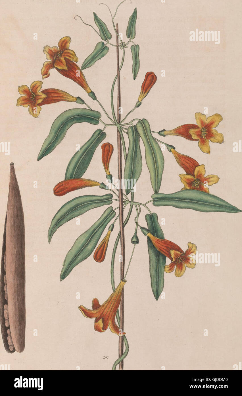 This work covers the natural history of Carolina, Florida, and the ...