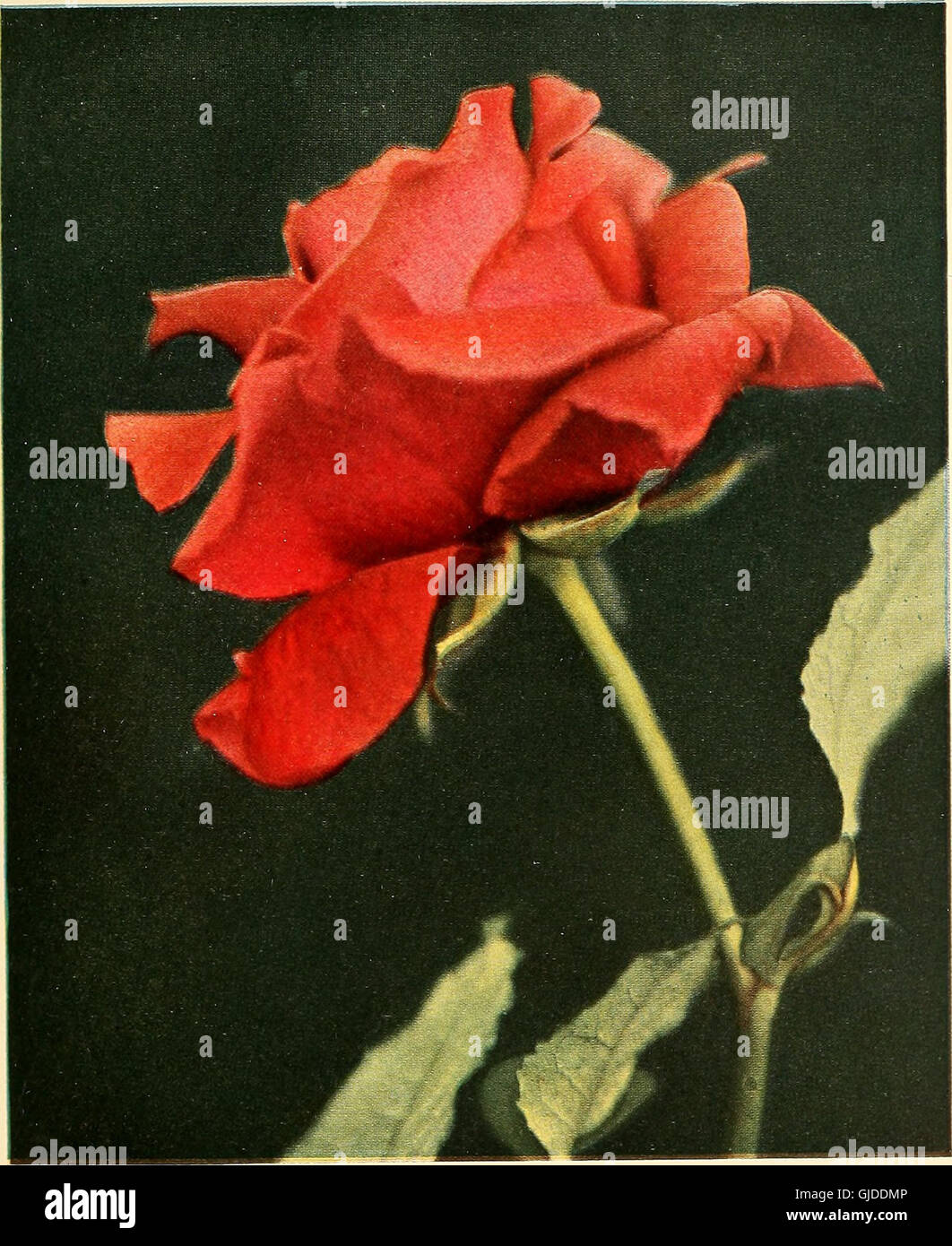 This 1915 guide provides practical advice on growing roses in home ...
