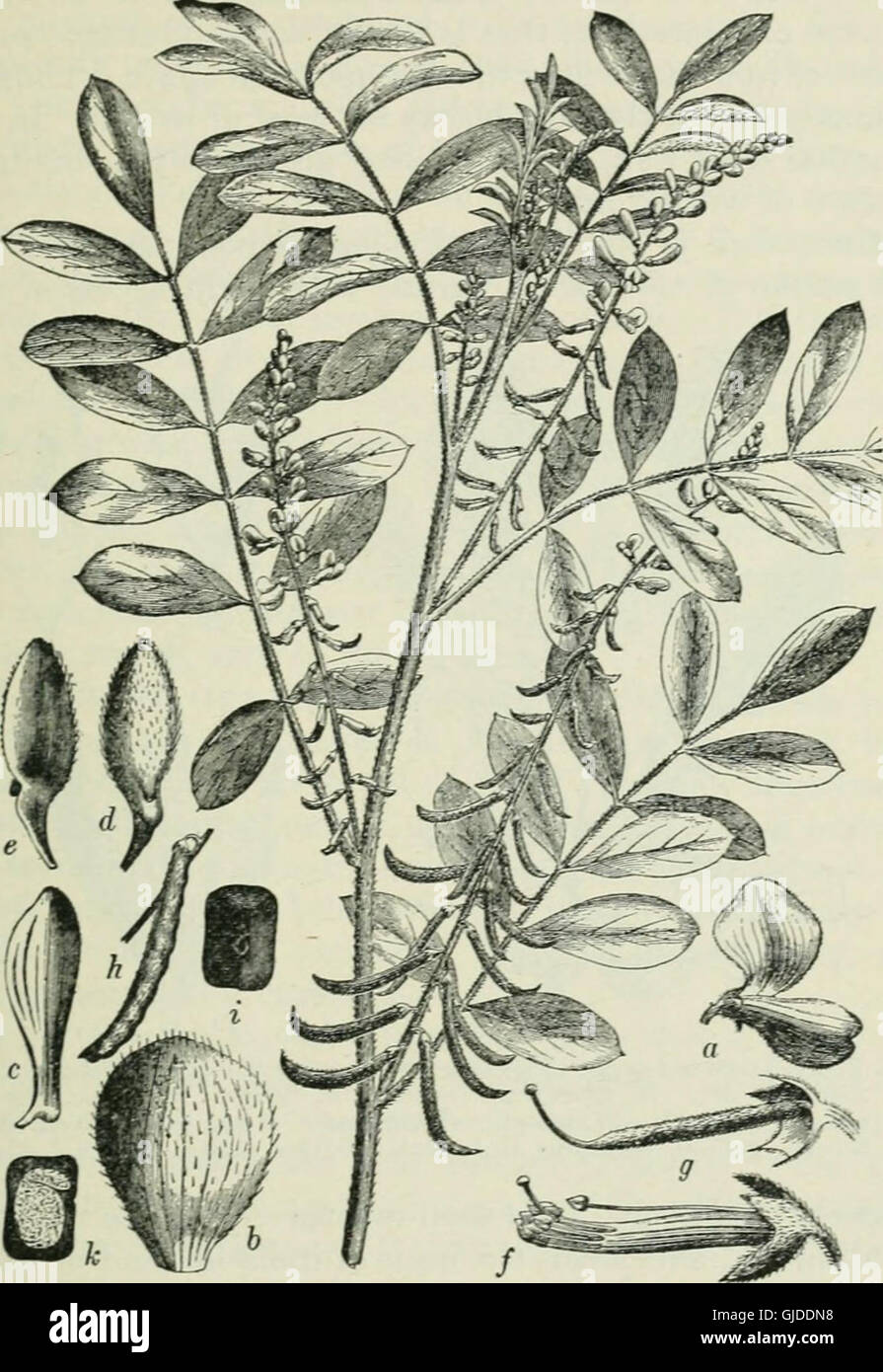 Plants and their uses; an introduction to botany (1913 Stock Photo - Alamy