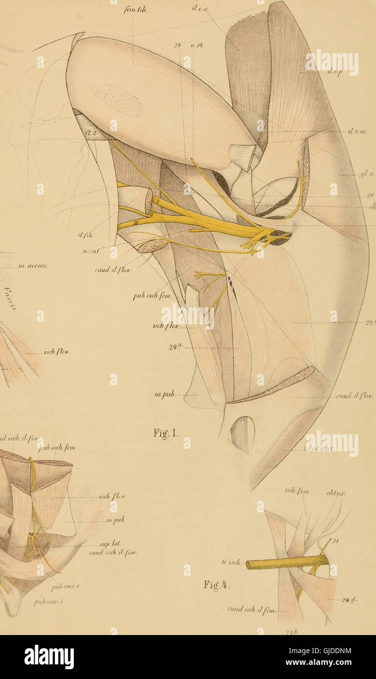 Anatomie comparative hi-res stock photography and images - Alamy