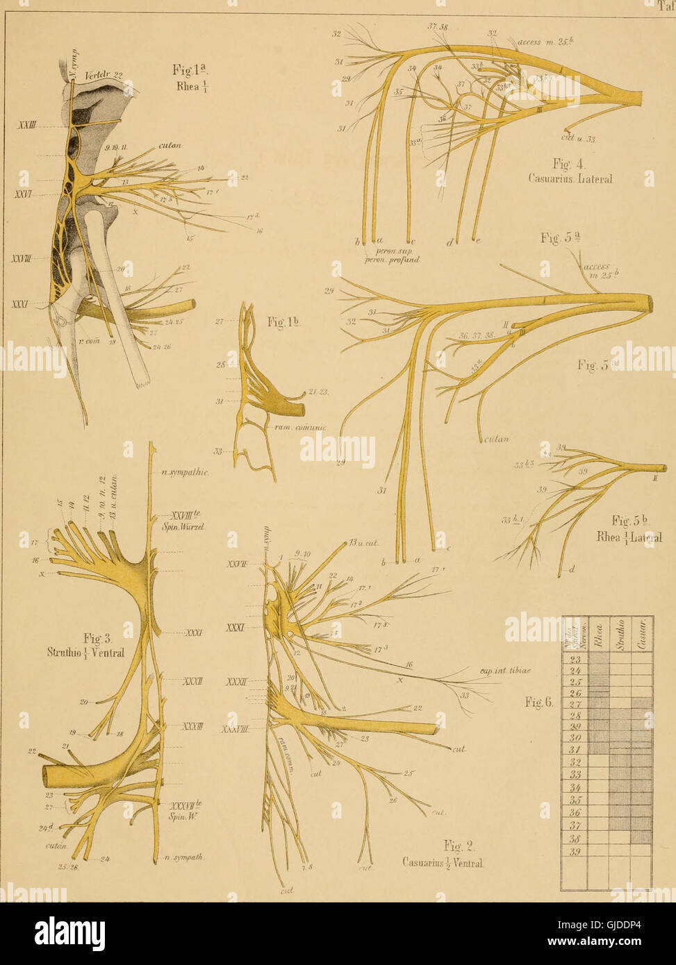 Muscles of birds hi-res stock photography and images - Alamy