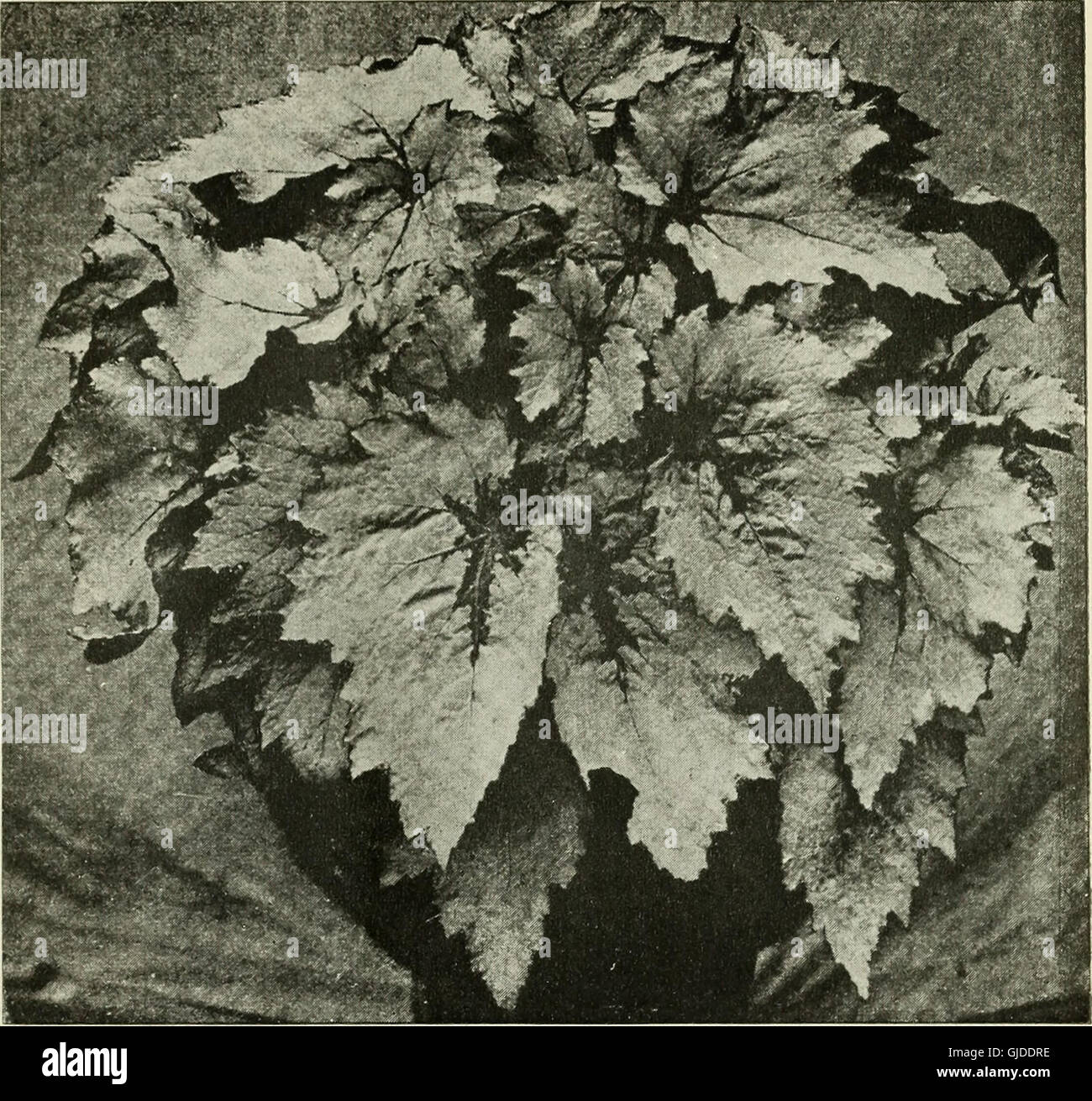 A historical catalog from the Spring of 1897 provides valuable insights ...