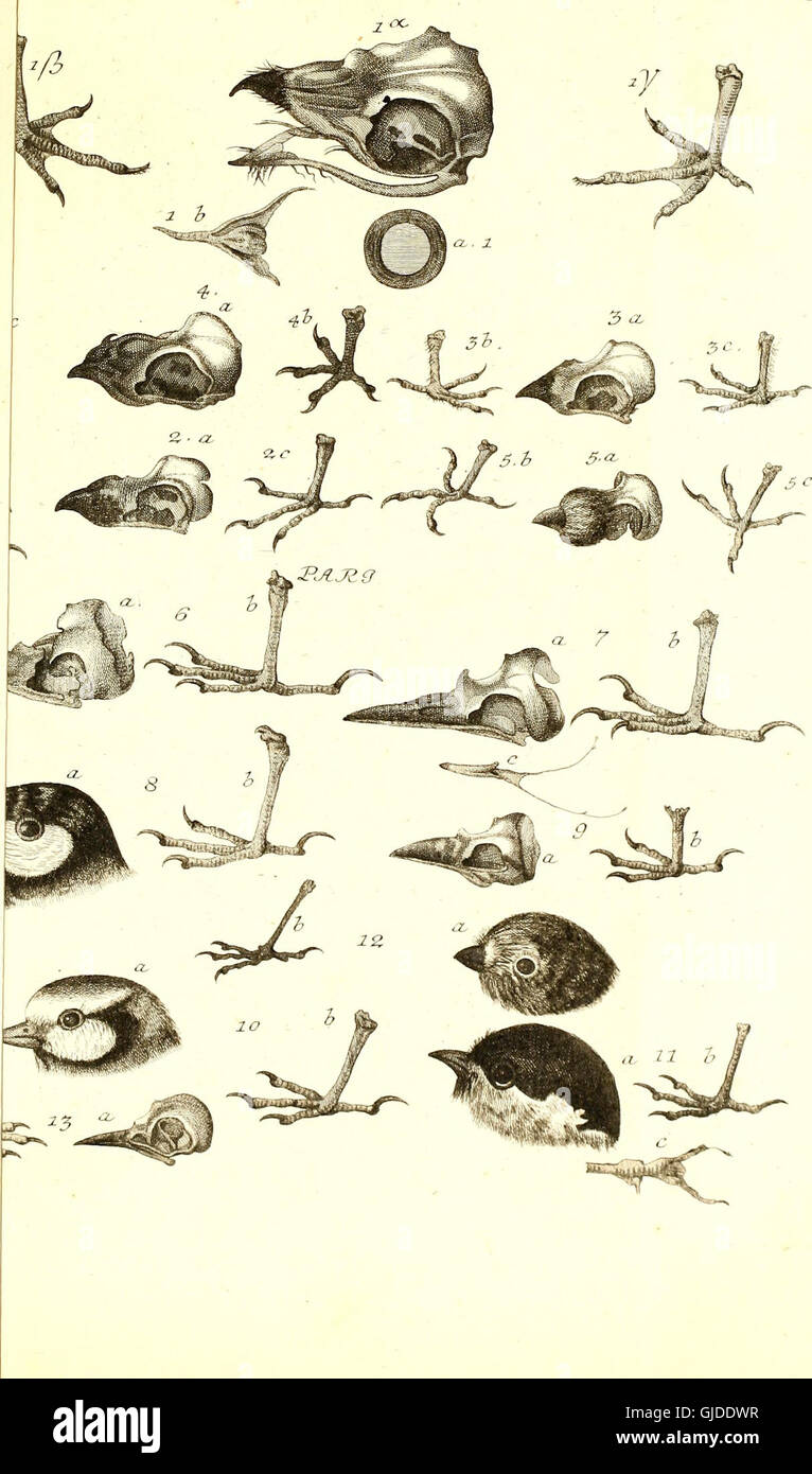 Stemmata avium (1759) is a work detailing bird species with ...