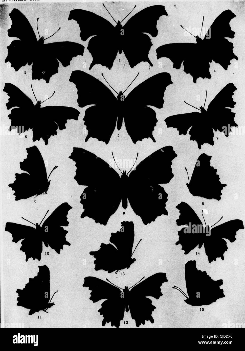 Butterfly of north america Black and White Stock Photos & Images - Alamy