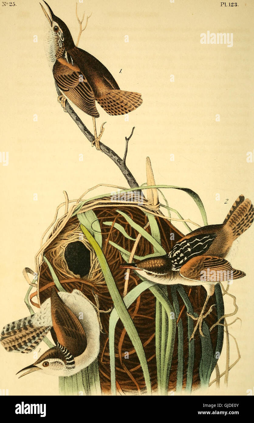 'The Birds of America' is a famous collection of illustrations created ...