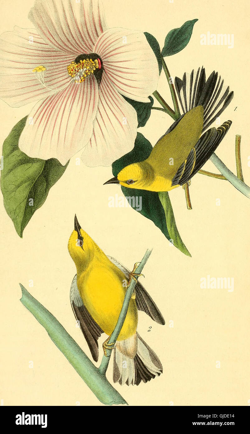 A historic collection of bird drawings from the United States and its ...
