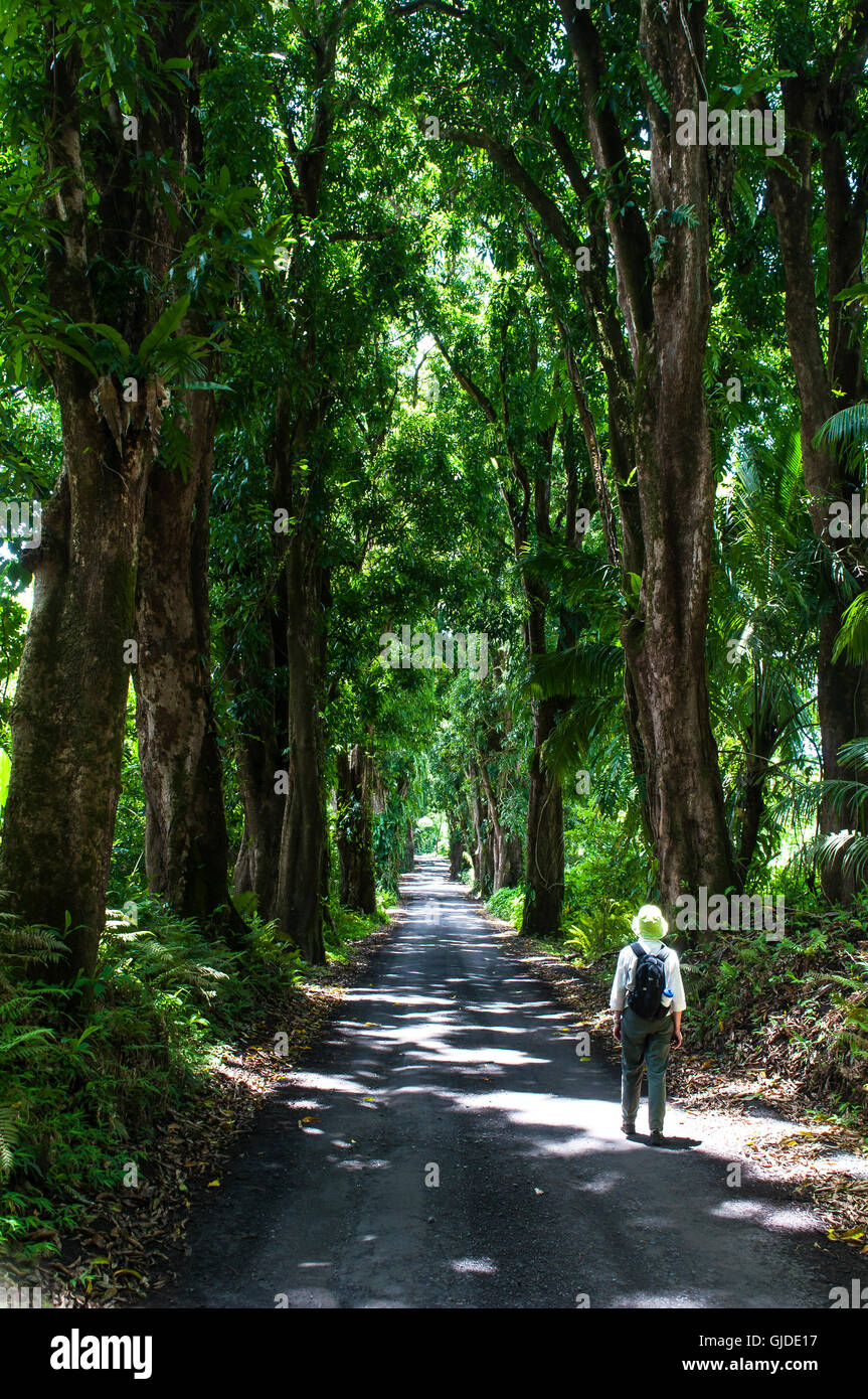Mango trees hi-res stock photography and images - Alamy