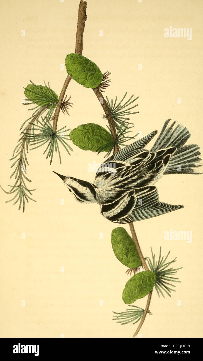A collection of bird illustrations from the early 19th century ...
