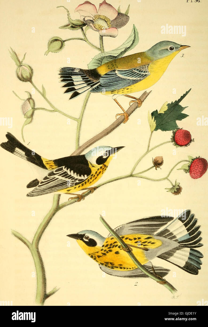 This collection, 'The Birds of America,' features drawings of birds ...