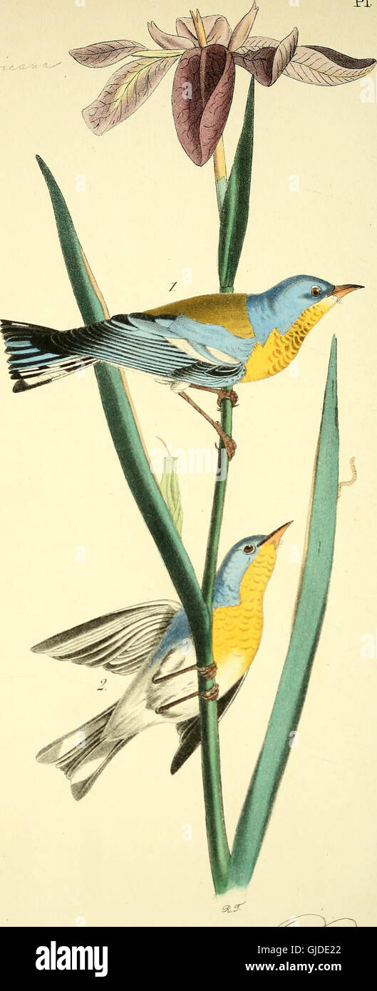 This historical illustration, 'The Birds of America,' features various ...