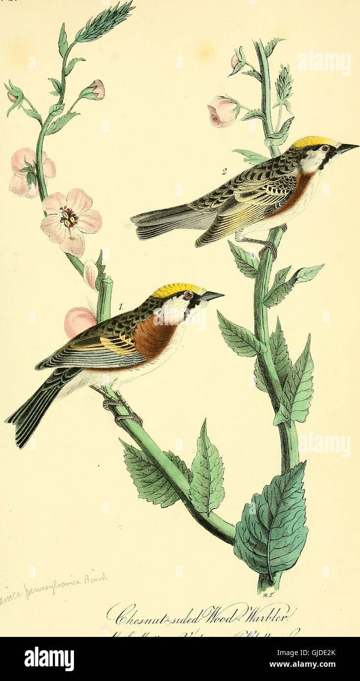 This title refers to the iconic work 'The Birds of America,' featuring ...