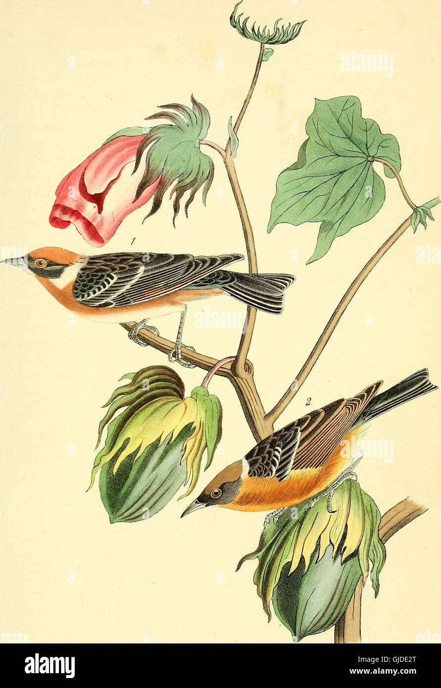 Historical bird species drawings hi-res stock photography and images ...